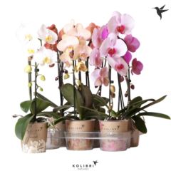 phalaenopsis - Pflanzen Springmann