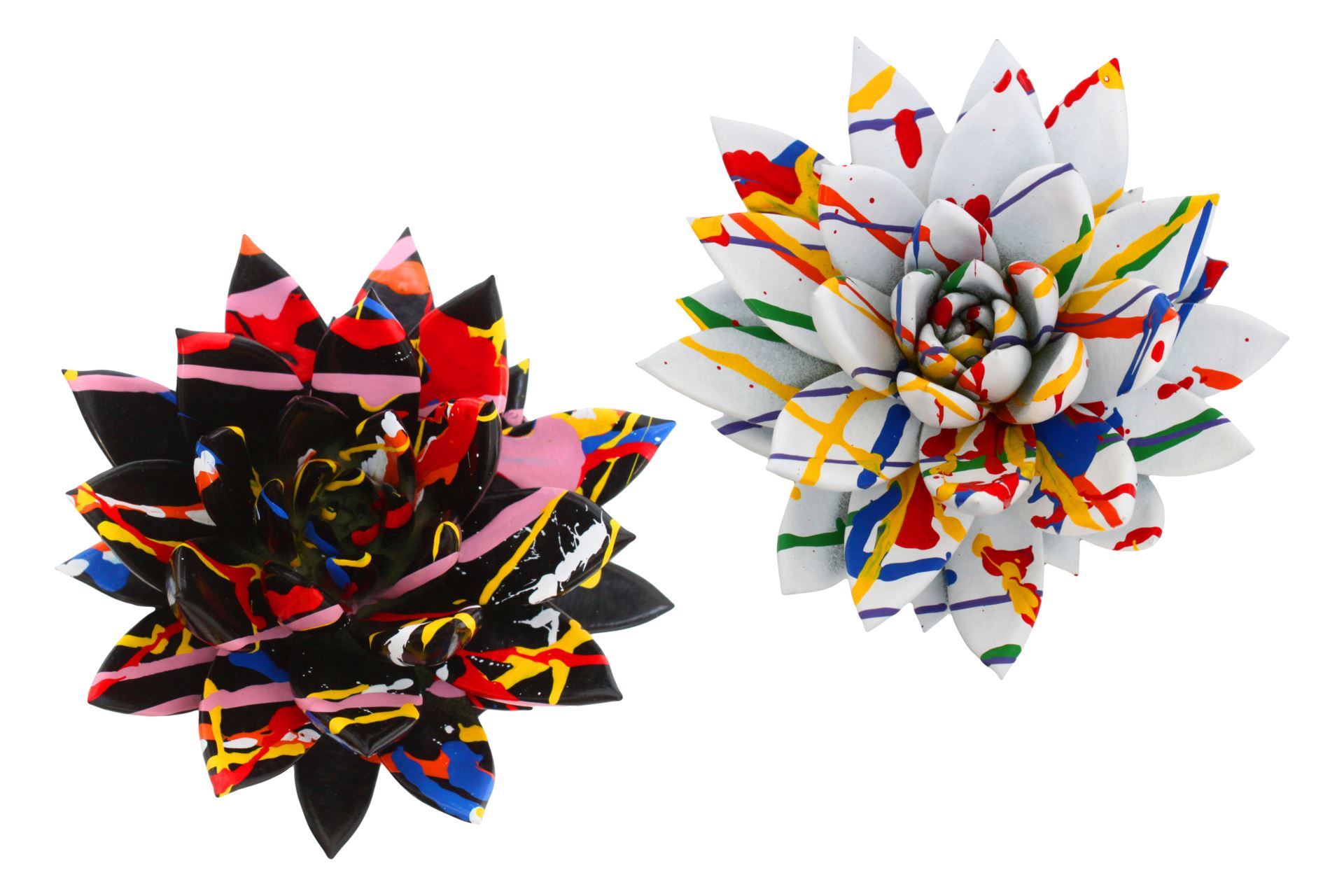 Succulents | Wholesale Plants UK | Hoek flowers